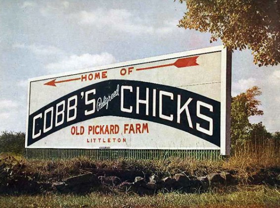 Cobb: 100 years of breeding - Zootecnica International