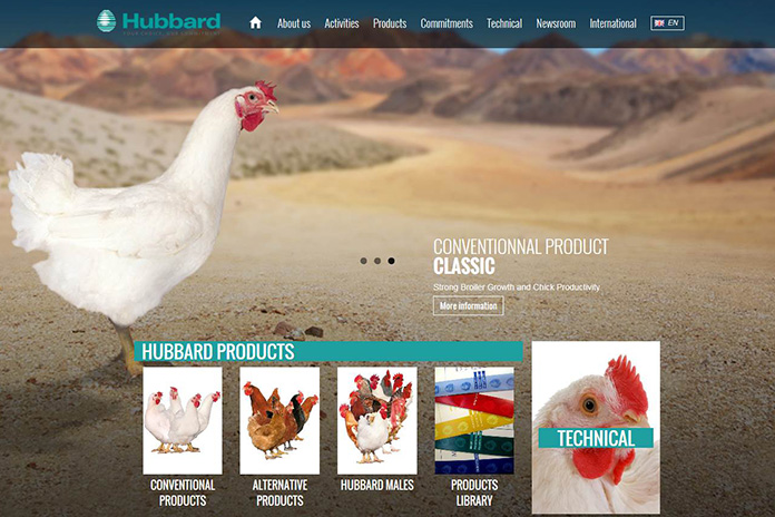 Hubbard – playing a vital role in the poultry breeding industry