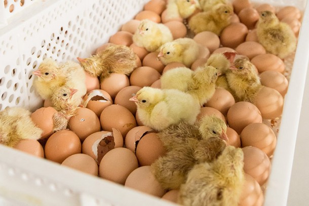 Chick quality monitoring and diagnostics - Zootecnica | Poultry Magazine