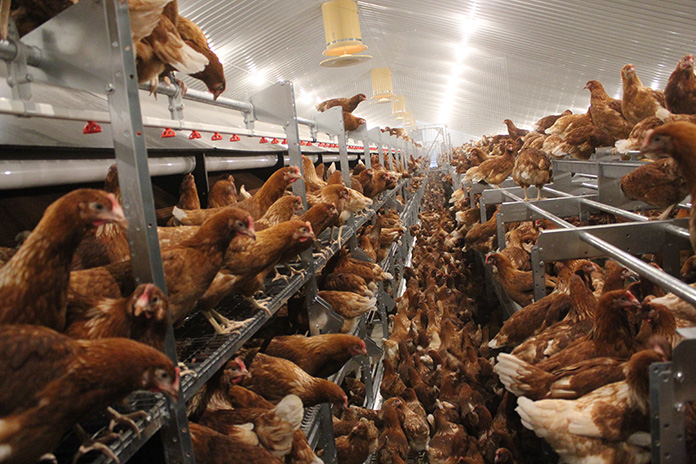 Jansen Poultry Equipment launching a new aviary system called AviaView