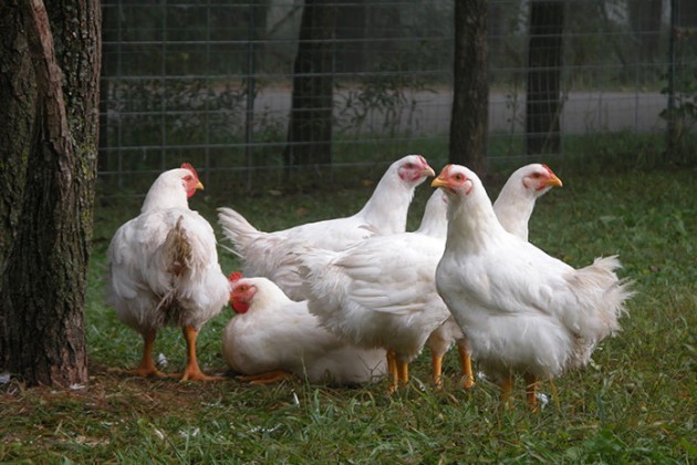 Outdoor broilers behavioural time budgets - Zootecnica | Poultry Magazine