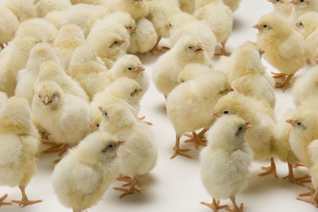 A guide to led bulbs and other sources of light for egg producers