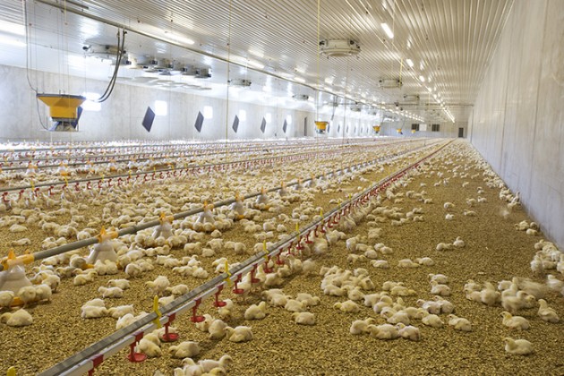Microbiota studies in poultry - Zootecnica | Poultry Magazine