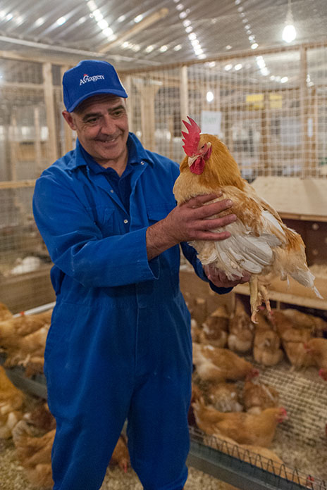 The Rowan Range: slower-growing and coloured bird markets by Aviagen