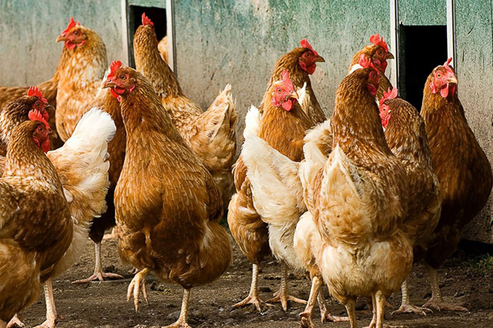 Visual identification of potential feather pecking - Zootecnica ...