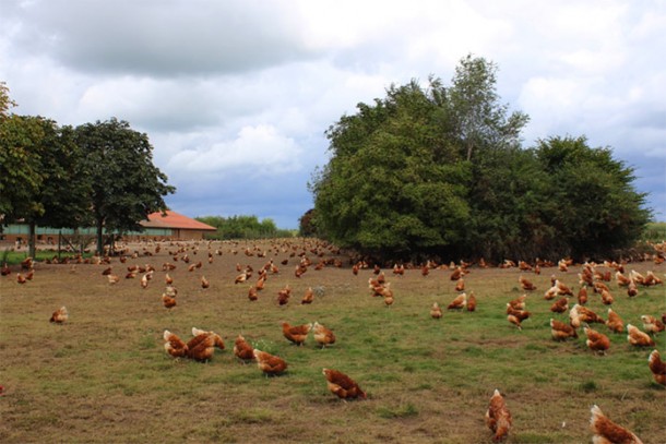 Housing systems in laying hen husbandry