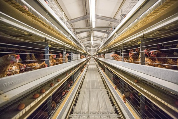 Housing systems in laying hen husbandry