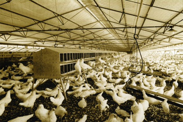 Housing systems in laying hen husbandry