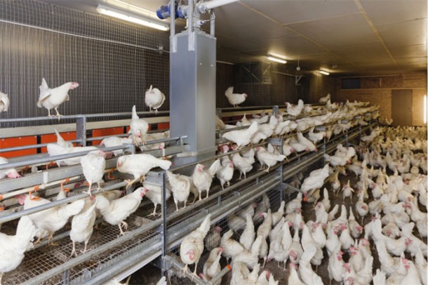 Housing systems in laying hen husbandry