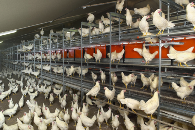 Housing systems in laying hen husbandry