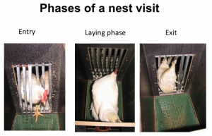 Selection for persistency and profitability in layers