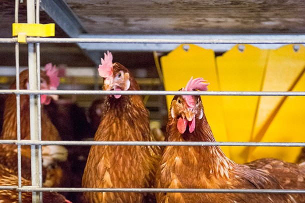 Challenges in longer laying cycle. Stabilizing egg quality