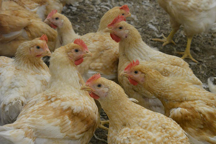 Aviagen’s Slower-Growing Ranger Gold Makes Inroads Into German Market