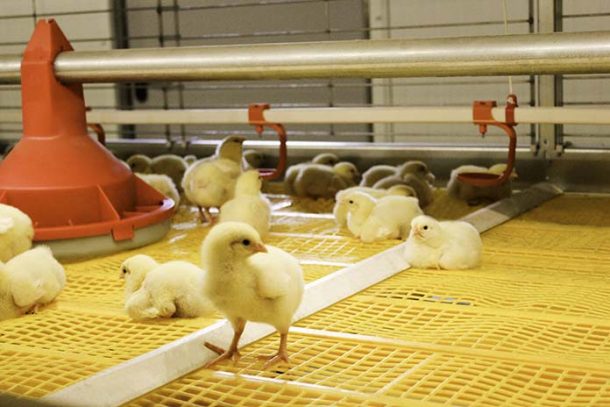 Interview with Mr Albert Jansen - Jansen Poultry Equipment