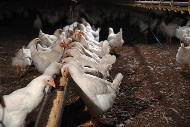 The challenge of feeding modern broiler breeders