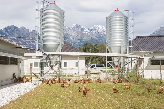 Managing bird behaviour in organic production systems