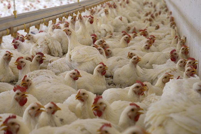 The future of probiotics - Zootecnica | Poultry Magazine
