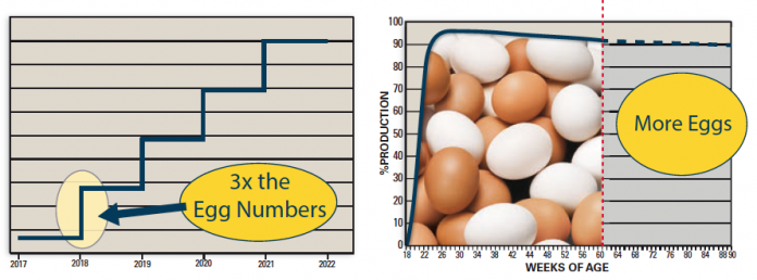 Hy-Line accelerates genetic progress across all lines