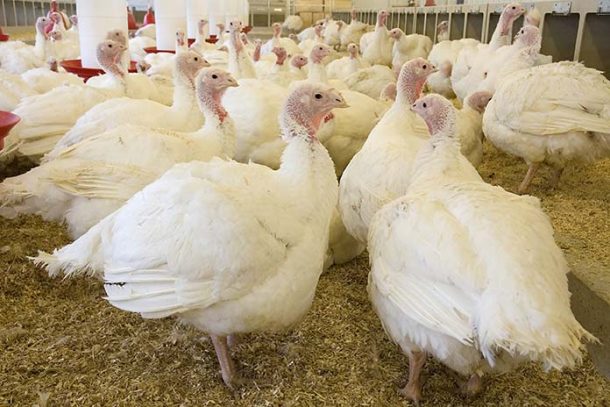 Selection criteria in turkey breeding - Zootecnica | Poultry Magazine