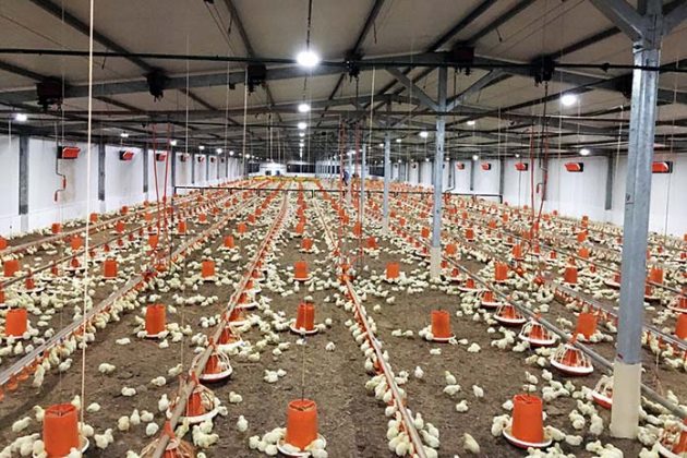 The five principles of broiler brooding for modern broilers