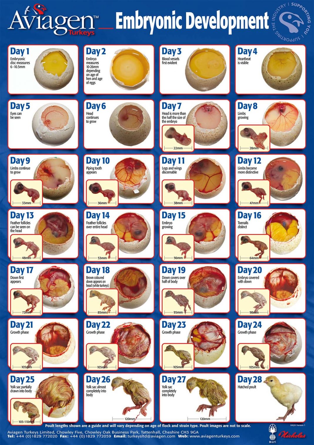 Using egg breakouts to improve hatch and poult quality