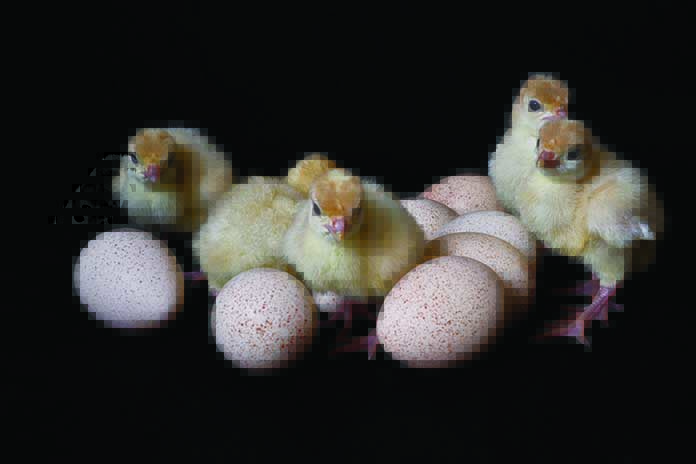 Using egg breakouts to improve hatch and poult quality
