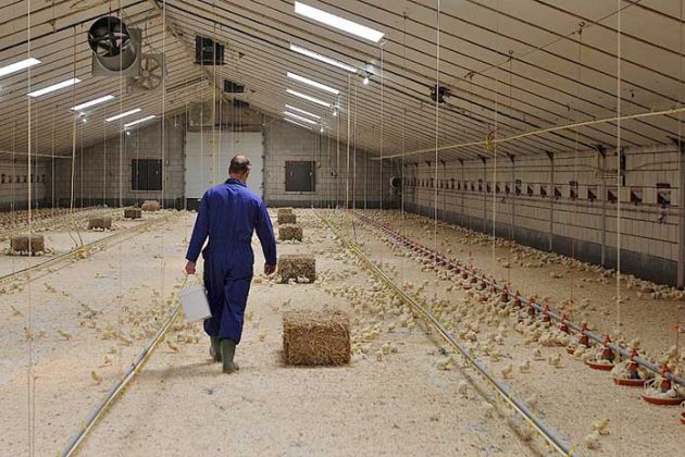 Nutritional strategies against pathogens in poultry - Zootecnica ...