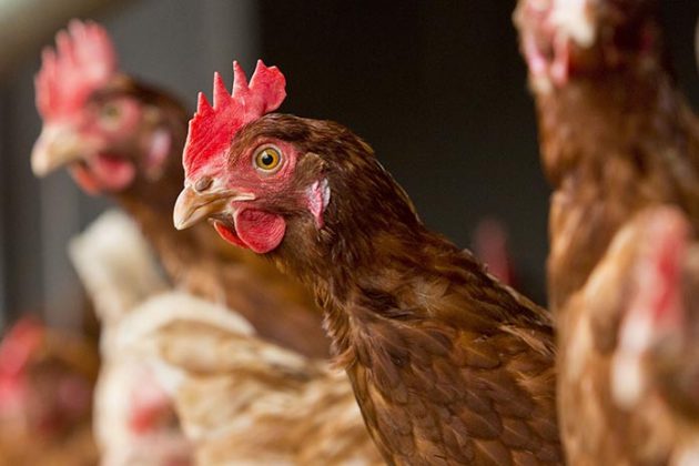 Genetic selection in layers - Zootecnica | Poultry Magazine