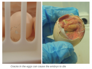 Transfer of egg from the setter to the hatcher is crucial for a good ...