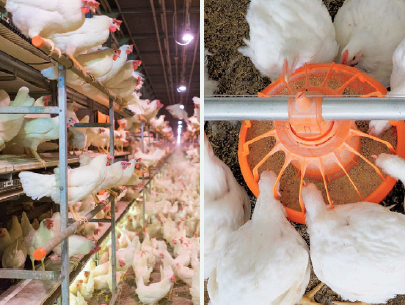2019 IPPE – In the core of the poultry industry - Zootecnica | Poultry ...