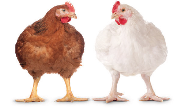 2019 IPPE – In the core of the poultry industry - Zootecnica | Poultry ...