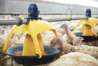 2019 IPPE – In the core of the poultry industry - Zootecnica | Poultry ...