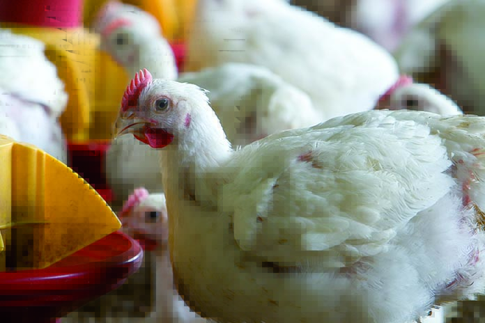 Bacillus probiotic to help broiler digestibility, gut health, and ...