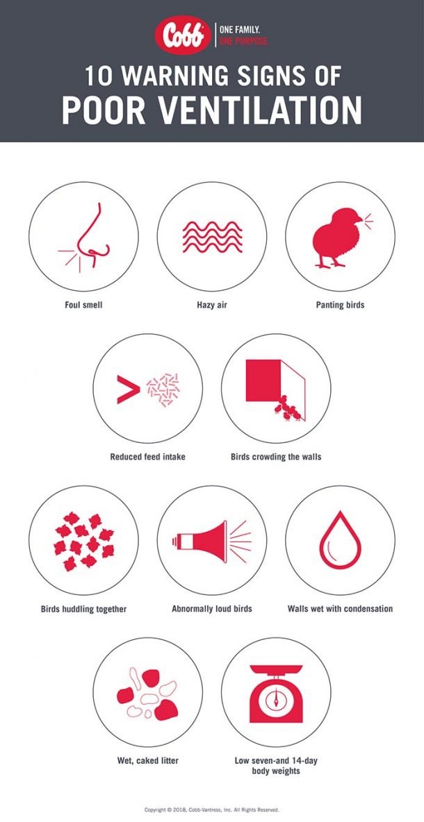 10 alerting signs of poor ventilation - Zootecnica | Poultry Magazine