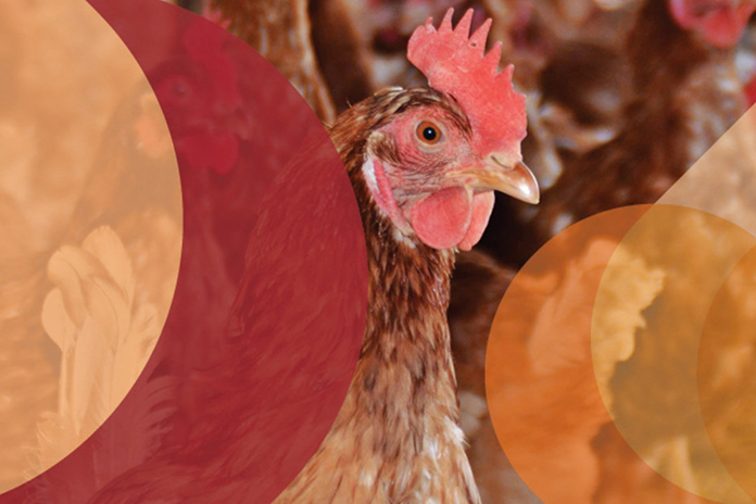Dutch Poultry Expo 2019 - Netherlands 19 - 20/03/2019