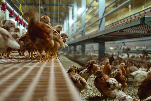 Holistic view of intestinal health in poultry - Zootecnica | Poultry ...