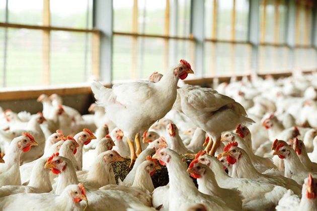 Two critical points in the rearing of Hubbard premium pullets ...