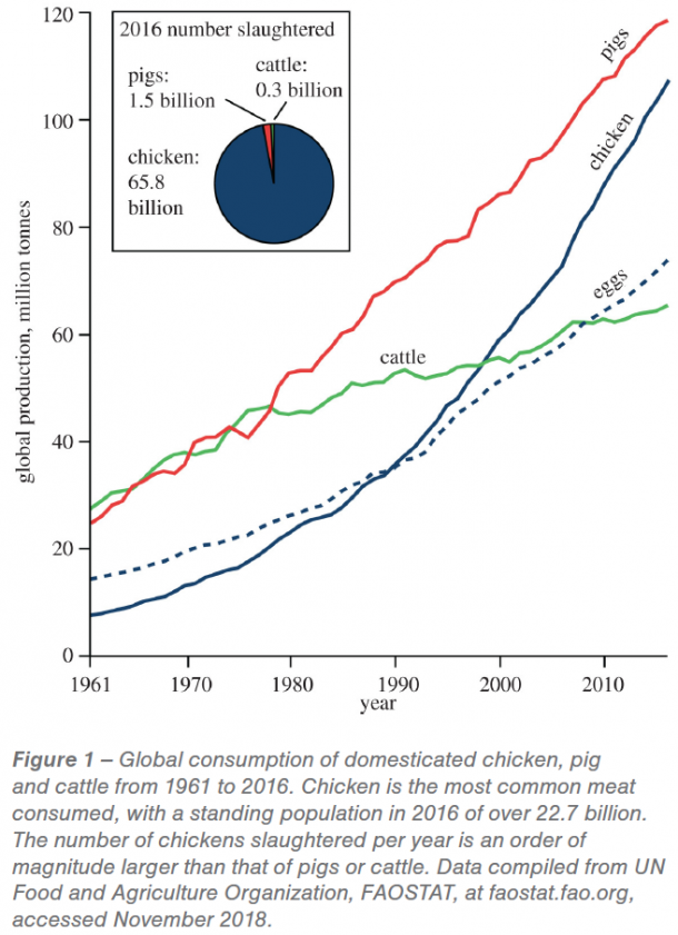 The broiler chicken as a signal of a human reconfigured biosphere