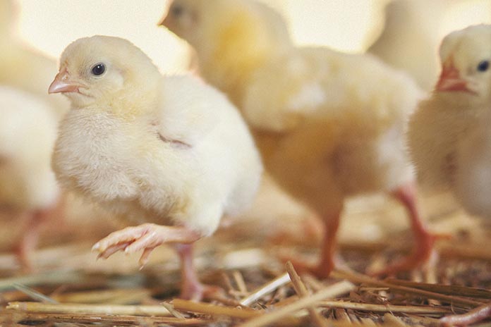 Gene-edited chicken cells resist Avian Influenza virus in the lab ...