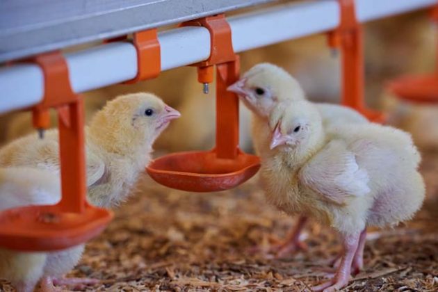 Holistic view of intestinal health in poultry - Zootecnica | Poultry ...