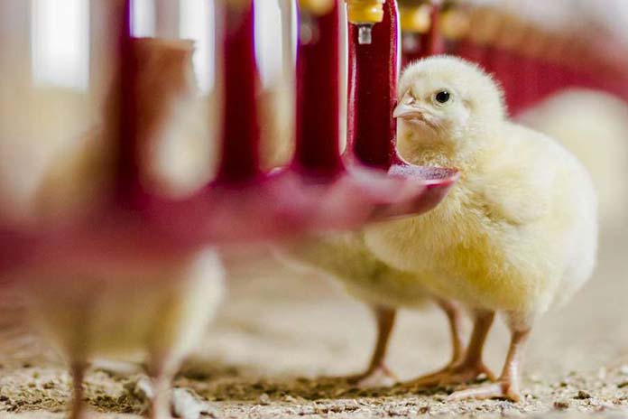 Holistic view of intestinal health in poultry - Zootecnica | Poultry ...