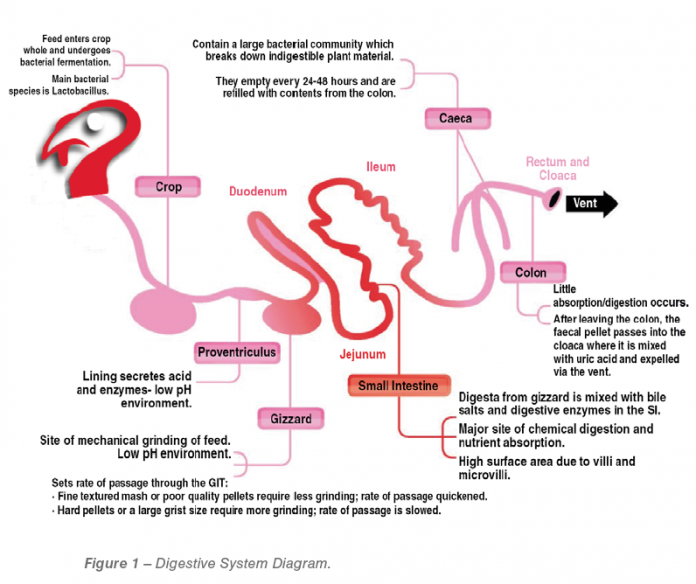 Gut health is a key factor in ensuring birds’ health and good performance