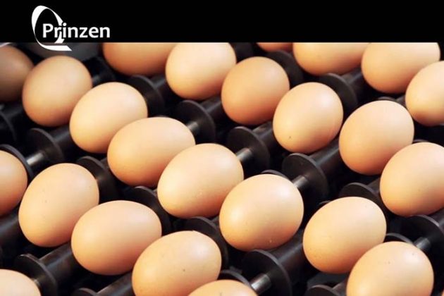 Prinzen’s new egg Carton Packing Module - Zootecnica | Poultry Magazine