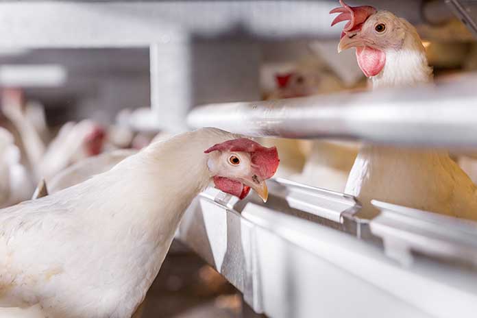 Reducing the environmental impact of egg production via breeding and ...
