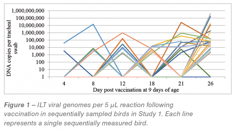 Field vaccination against ILT in broiler chickens: lack of consistency ...