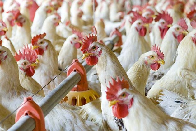 How Necrotic Enteritis affects animal’ welfare and performance ...