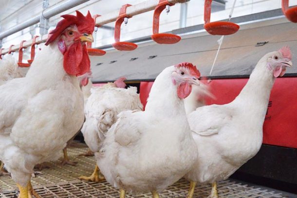 Effect of different dilution rates on fertility of chicken spermatozoa