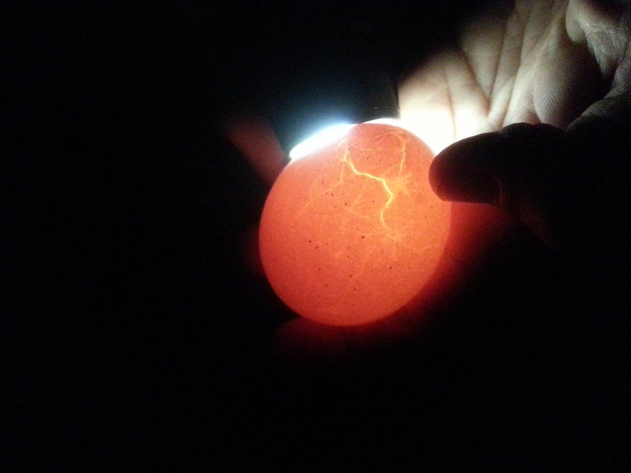 Maintaining hatching egg quality through good hygiene and handling ...