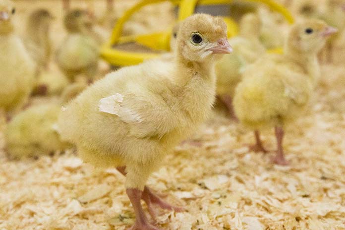Clostridial Dermatitis - Zootecnica | Poultry Magazine