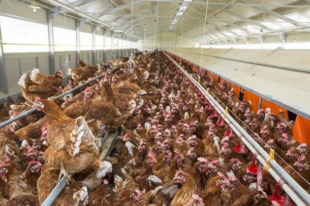 Spotty Liver Disease in cage-free brown laying hens - Zootecnica ...